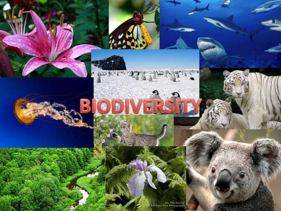 PPT OF BIODIVERSITY | PPT | Geography | Science