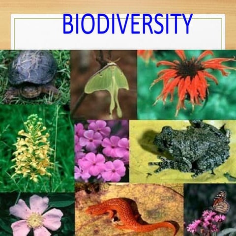 EVS PPT - UNIT-1-BIODIVERSITY AND ITS TYPES | PPTX