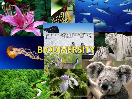 PPT OF BIODIVERSITY | PPT | Geography | Science