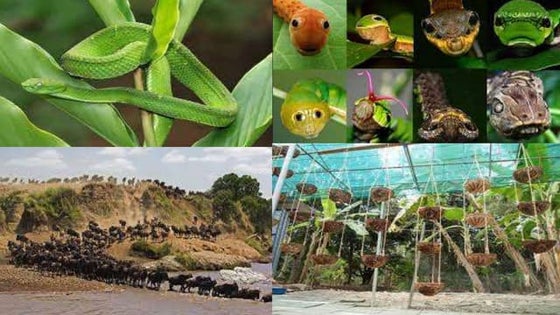Biodiversity | PPT