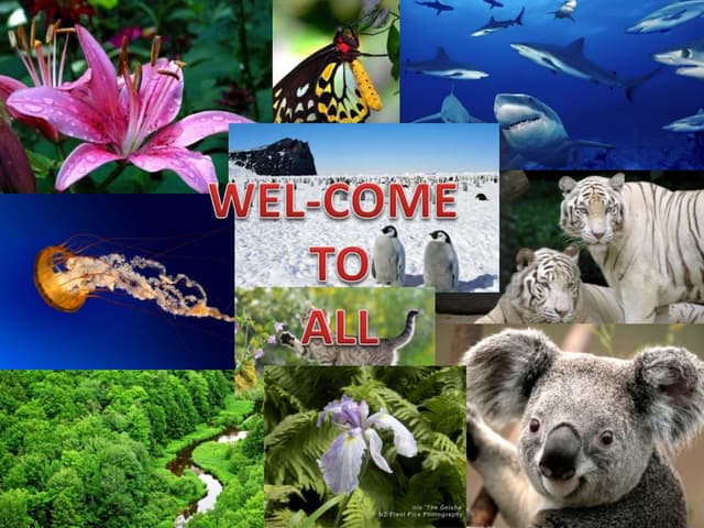Biodiversity | PPTX