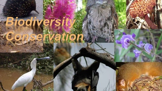 What is a biodiversity hot spot Do some research, and identify such.pdf