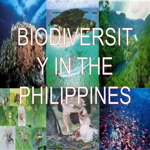 Animal species in the Rainforests Philippines biodiversity and ...