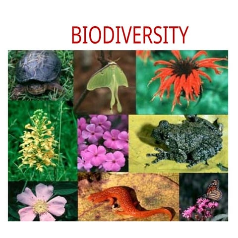 BIODIVERSITY LESSON.pptdxtcfygvuhbjnkuhu | PPT