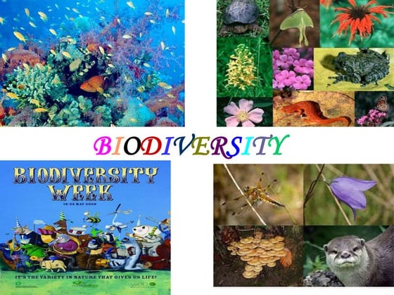 Bioresources and uses of biodiversity | PPTX | Biological Sciences | Science