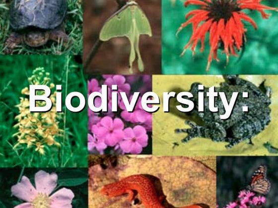 Biodiversity | PPT