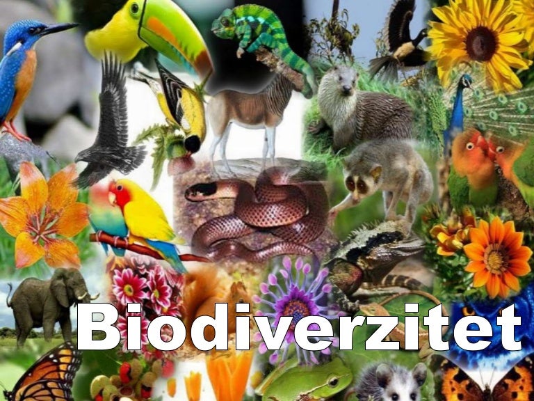 Biodiverzitet