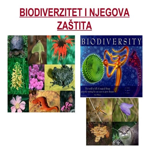 Biodiverzitet i njegova zastita | PPT