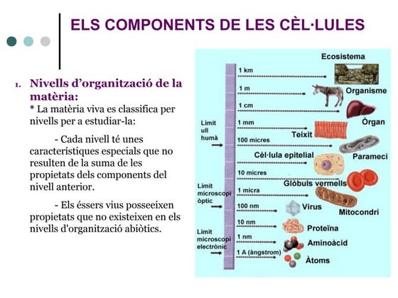 La vida, els éssers vius i la biologia | PPT