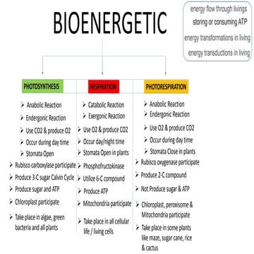 Bioenergetic | PPT