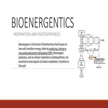 BIOENERGETICS.pptx biology ande sciences | PPTX