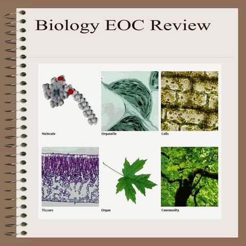 Bio EOC Concept Notebook | PDF