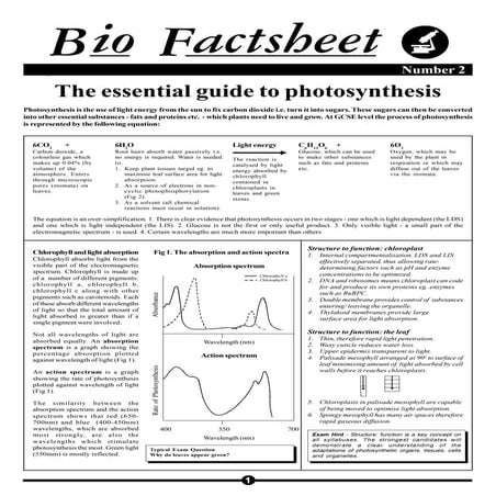 Biofactsheet photosynthesisguide | PDF