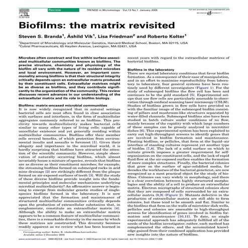 Biofilme matrix | PDF