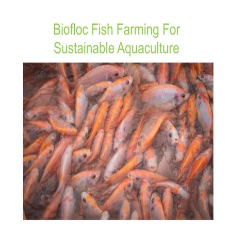 Biofloc fish farming for sustainable aquaculture | PPT