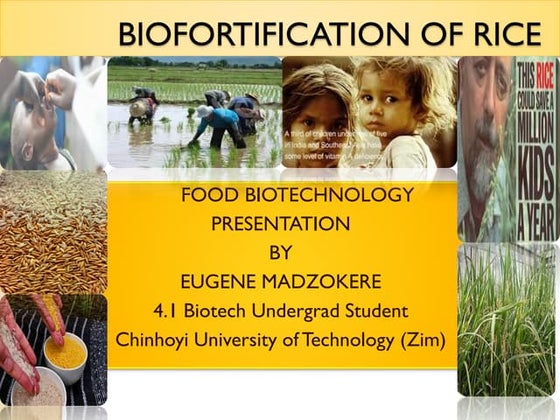 GOLDEN RICE; The genetically modified crop in India | PPT