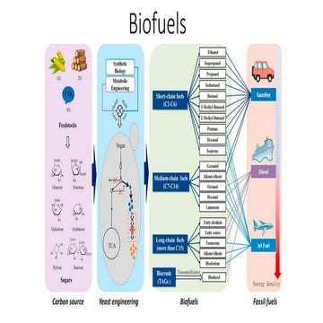 Biofuel production from Microbial Sources.pptx