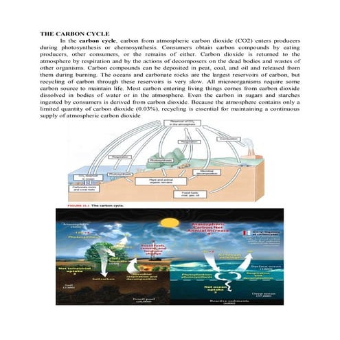 Carbon and nitrogen cycle | PPTX