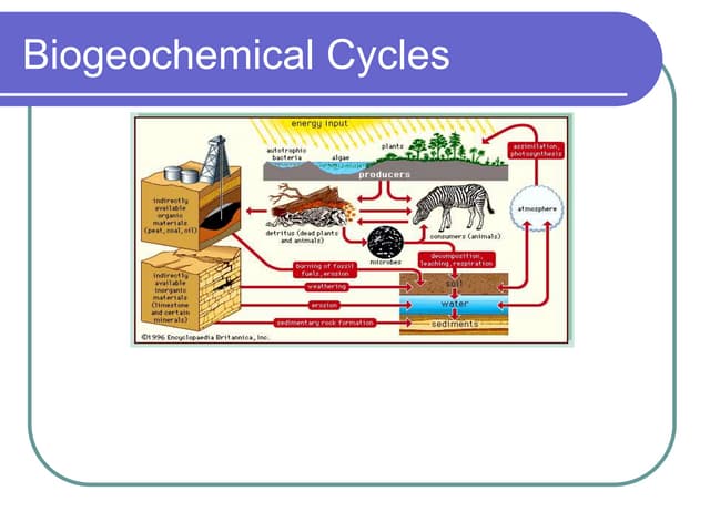 THE ROLE OF MICRO-ORGANISMS IN CARBON CYCLE | PPTX