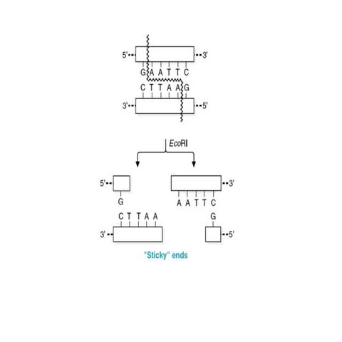 Biohem restriction enzyme.electrophoresis,reverse transcriptase | PPT