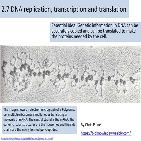 Biok_2.7_DNA_replication_transcription_ and_translation.pptx