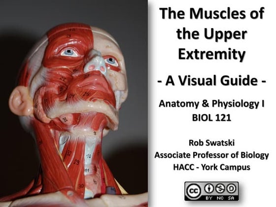 Facial muscles | PPTX