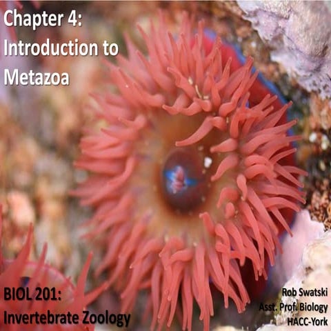 Biol201 chp4-ppt-spr11-110206112824-phpapp02 | PPT