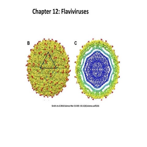 Biol409_Flavivirus.ppt