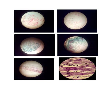 Biologi Gambar Jaringan | DOCX