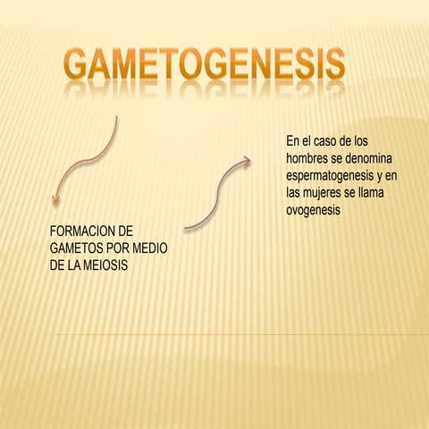 Disivión celular meiotica_.pdf Catedra de Biología | PDF