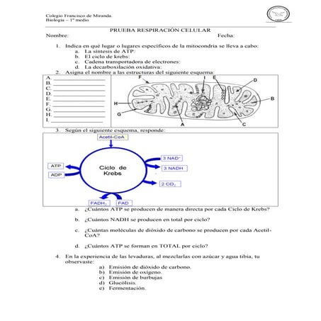 Biologia. respiracion celular | PDF