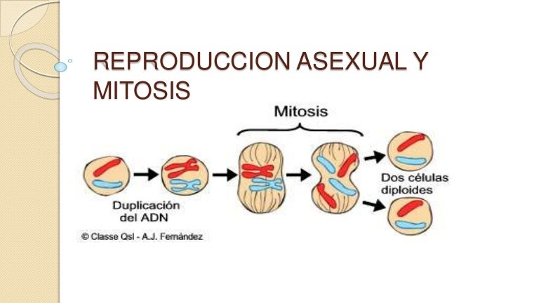 Reproduccion Asexual Y Mitosis