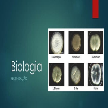 Biologia 12 fecundação | PDF
