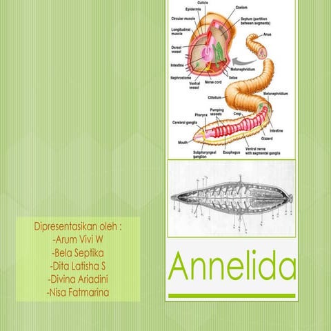 Biologi annelida | PPTX