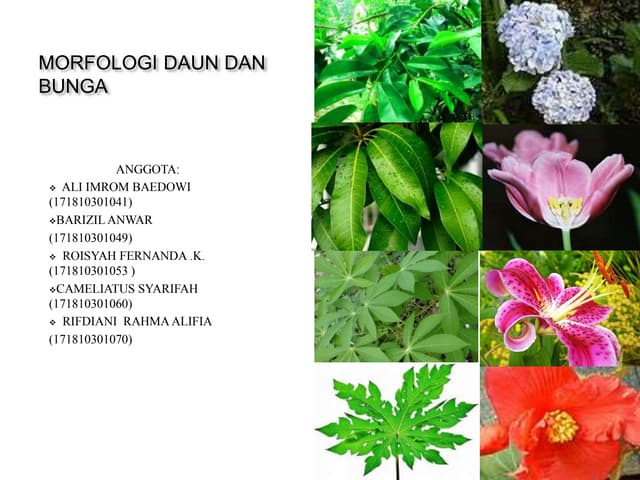 3. Morfologi Daun | PDF