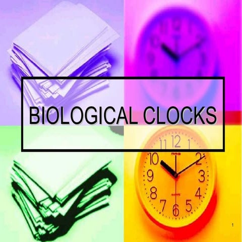 Biological Clocks, Slideshow about biological clocks for biology class ...