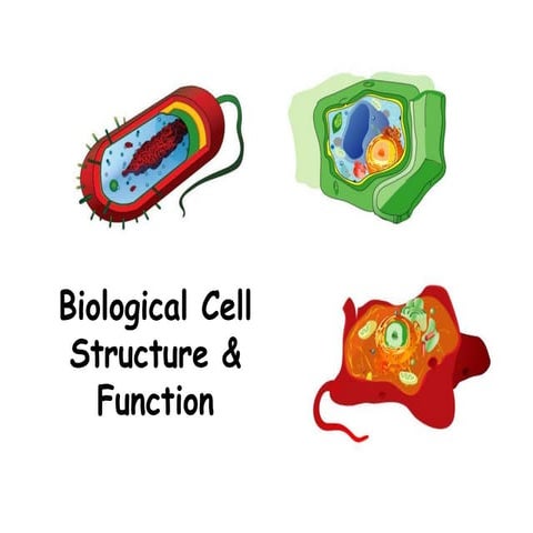 Biological Cells Structure Function .pdf
