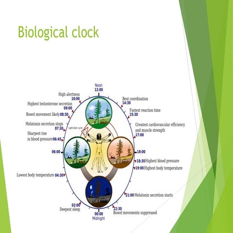 Biological Clock.pptx
