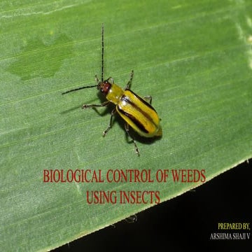 Biological control of weeds using insects- Arshima Shaji V | PPTX