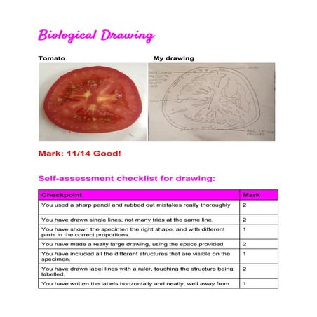 Biologicaldrawing | PDF