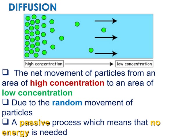 Diffusion student worksheet