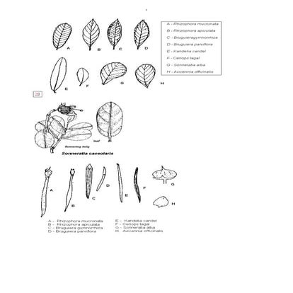 Biological mangrove identification | DOCX