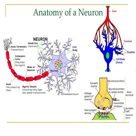 biological neurons, and synaptic junctions.ppt