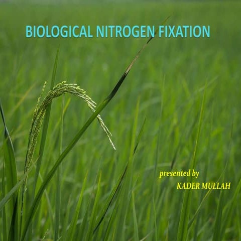 Biological nitrogen fixation by kader mullah | PPTX | Gardening | Home ...