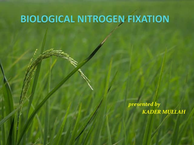 Biological nitrogen fixation | PPTX