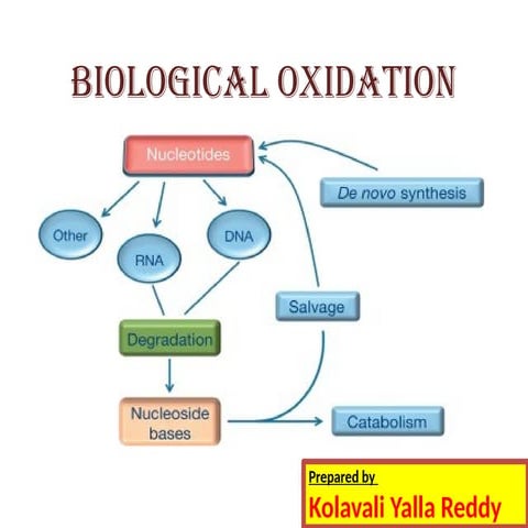 Biological oxidation-ETC CHAIN AND OXIDATIVE PHOSPHORYLATION | PPTX