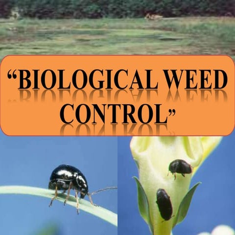 Classical biological control