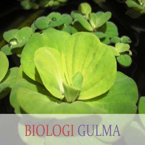Biologi gulma gulma kiambang | PPT