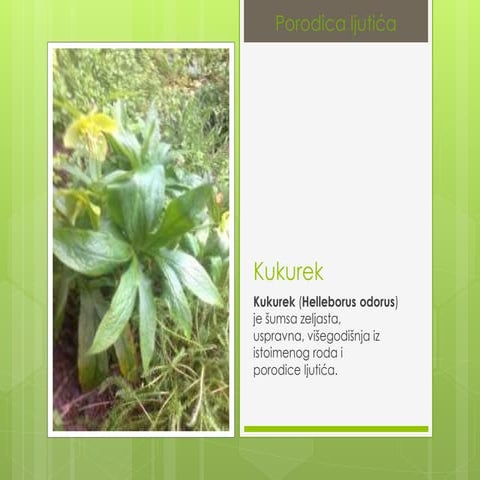 BIOLOGIJA ENDEMI za 7 razred dozvoljeno | PPTX