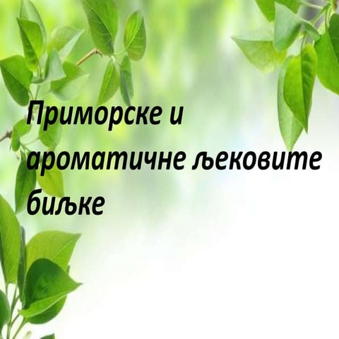 Primorske i aromatične ljekovite biljke | PPT